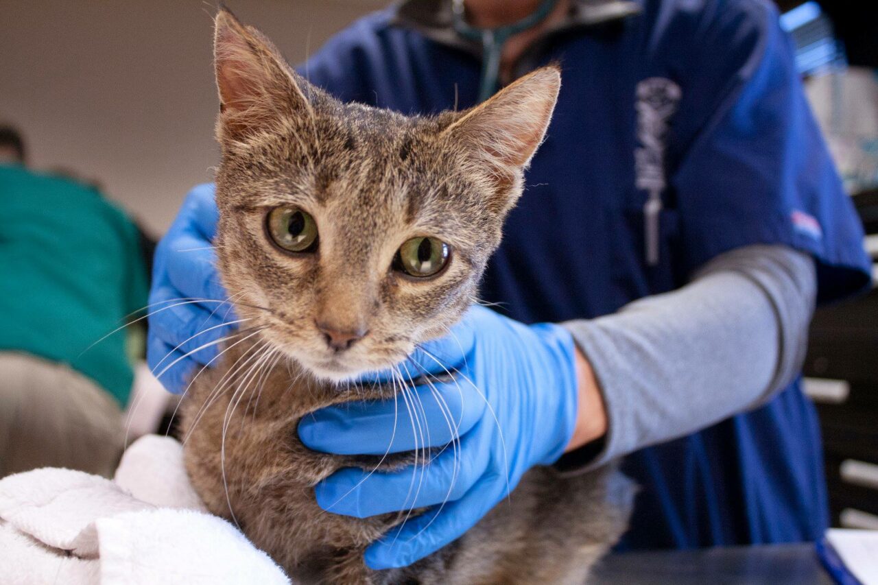 Spay-Neuter | Pet Pantry of Lancaster